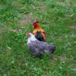 Egyptian Fayoumi Chicken - Breed Profile - Backyard Poultry